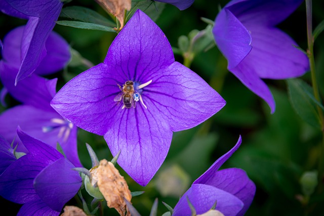 Bunga Lonceng Lebah Penyerbukan - Foto gratis di Pixabay - Pixabay