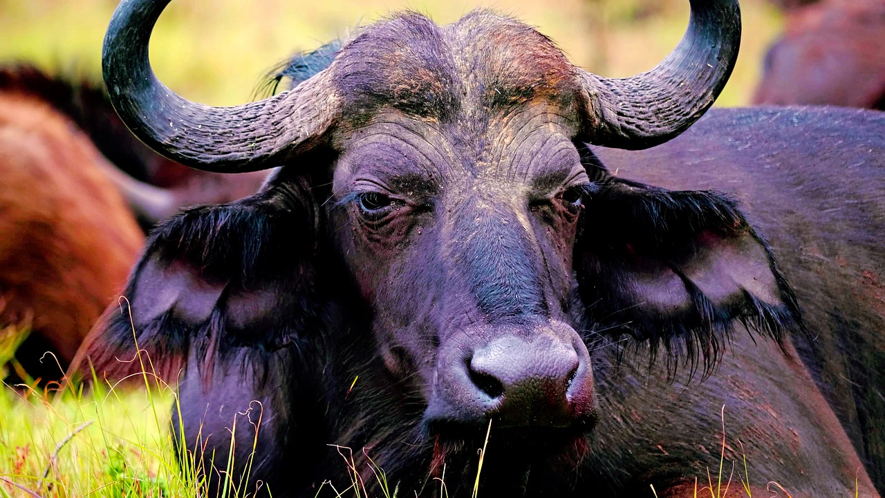 Buffalo Animal Wildlife - Free photo on Pixabay