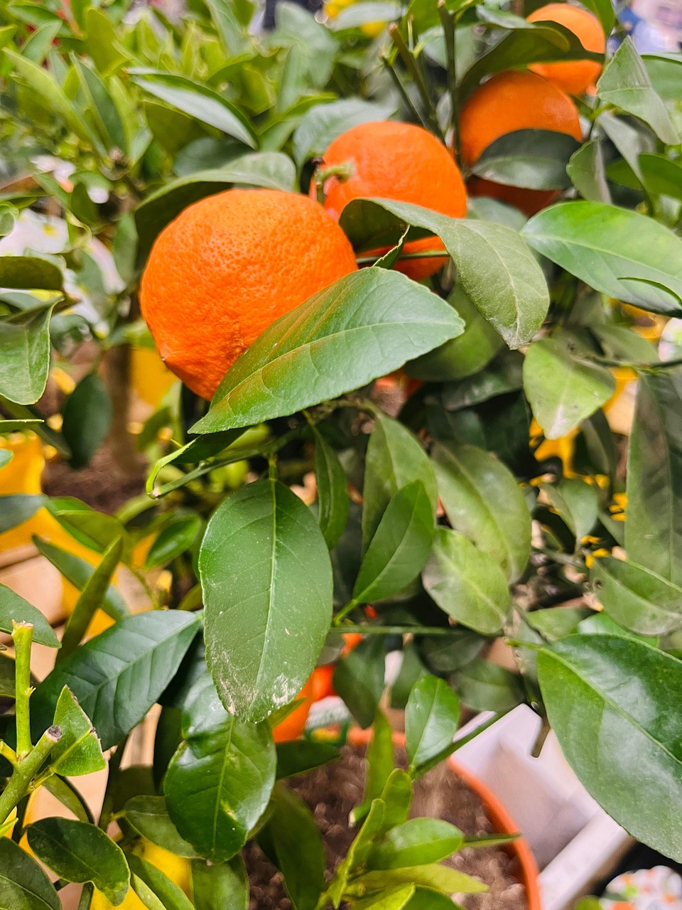 Nature Clementines Tree - Free photo on Pixabay - Pixabay