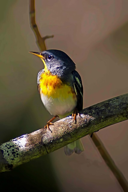Northern Parula Warbler Bird - Free photo on Pixabay - Pixabay