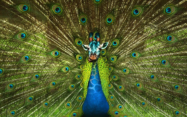 Peacock Giraffe Animal - Free photo on Pixabay