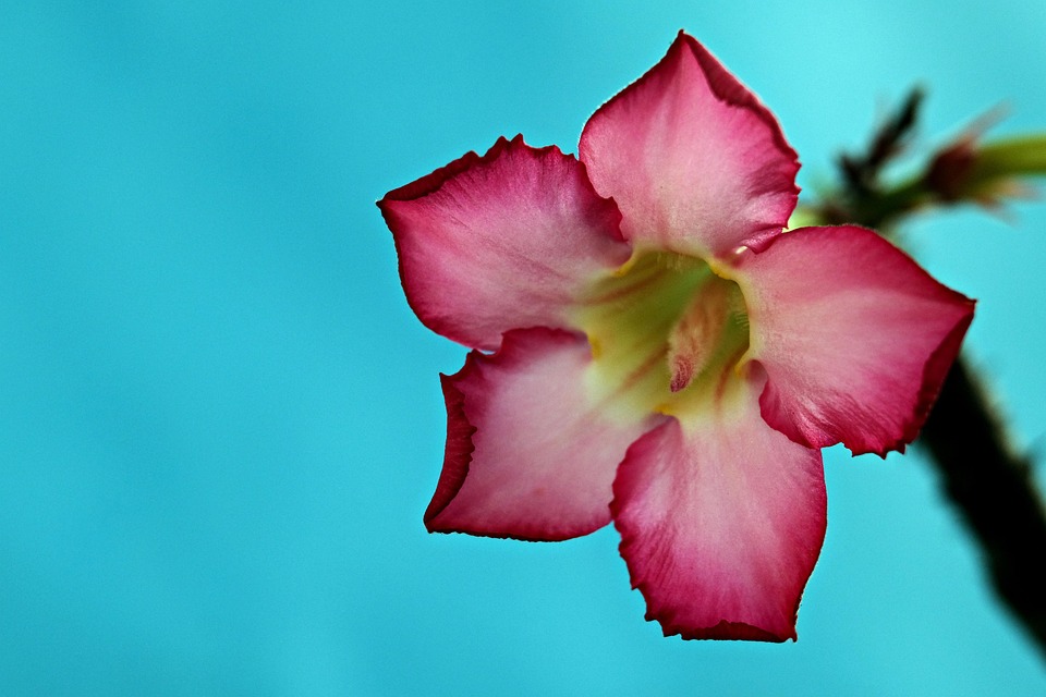 Adenium Desert Rose Flor - Foto gratis en Pixabay - Pixabay