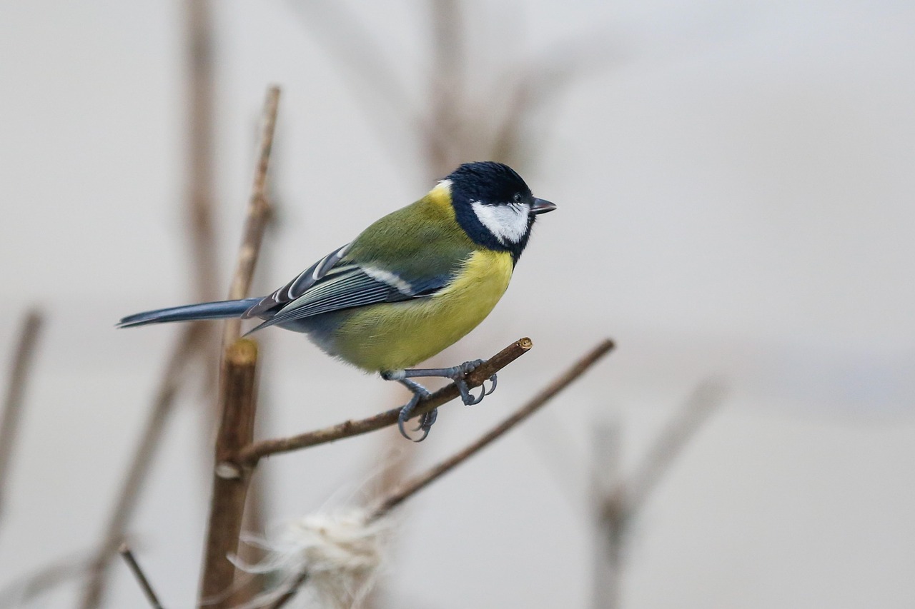 Great Tit Bird Animal - Free photo on Pixabay - Pixabay