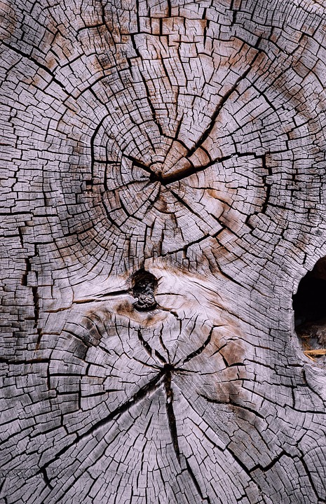 Bois Arbre Cernes Annuels Tronc - Photo gratuite sur Pixabay - Pixabay