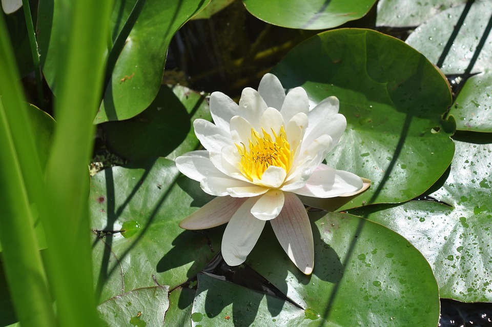 Nenúfar Lótus Flor - Foto gratuita no Pixabay - Pixabay