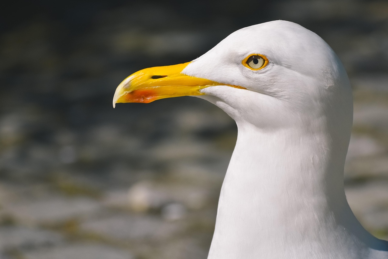 500+ kostenlose Nahaufnahme Möwe & Möwe Fotos - Pixabay