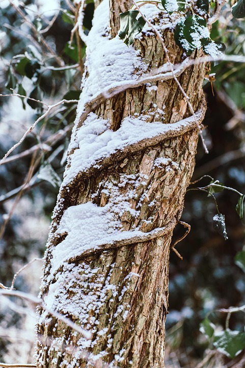 Tree Trunk Winter - Free photo on Pixabay