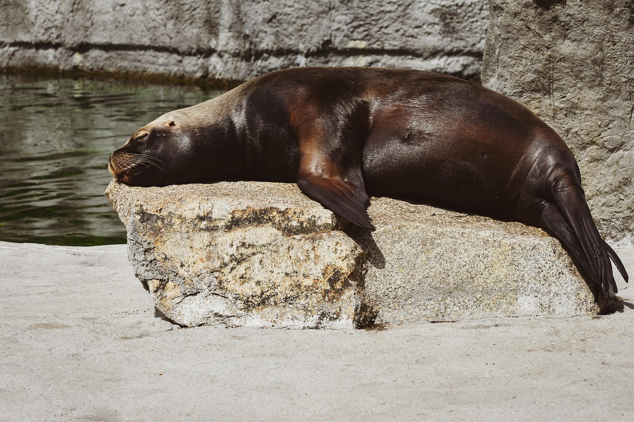 600+ Free Sea-Lions & Sea Lion Images - Pixabay