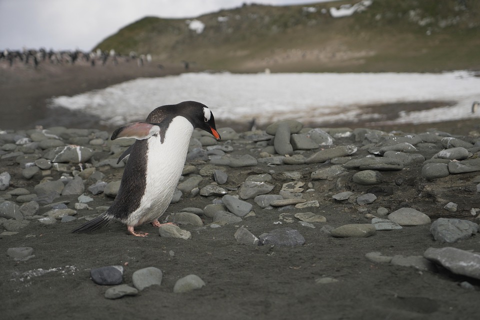 Penguin Bird Animal - Free photo on Pixabay