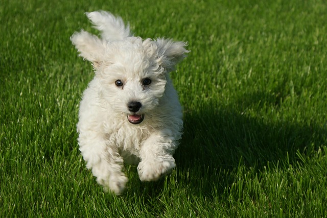 Dog Puppy Bichon - Free photo on Pixabay