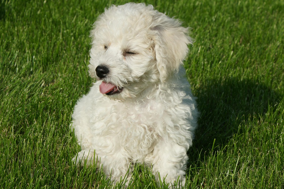 Dog Bichon Canine - Free photo on Pixabay - Pixabay