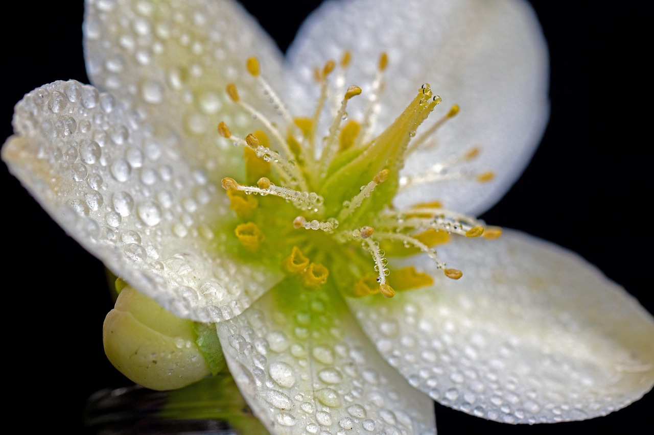 Flower Helleborus Niger Bloom - Free photo on Pixabay