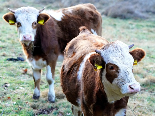 Vaches Cattles Livestocks - Photo gratuite sur Pixabay - Pixabay