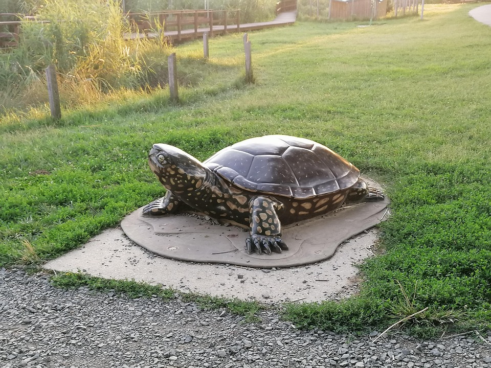 Model Schildpad Dier - Gratis foto op Pixabay - Pixabay