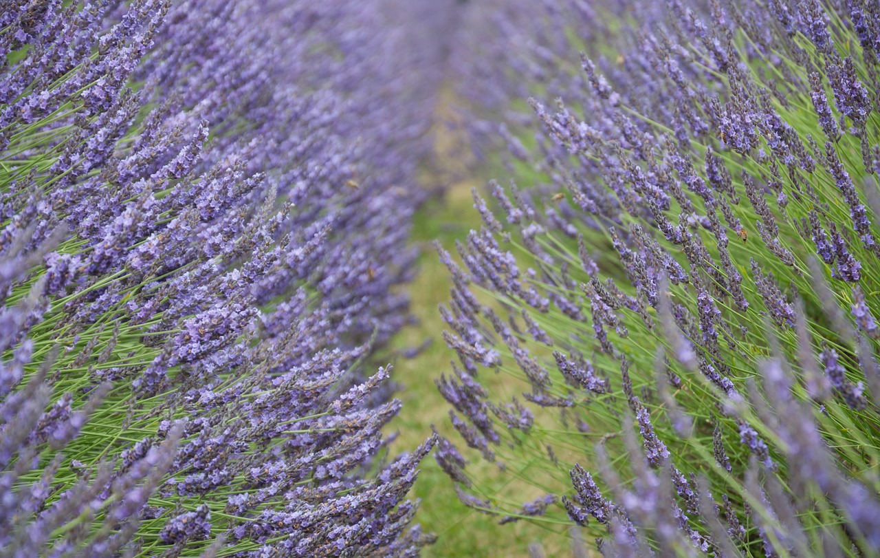 Lavender Plantation - Free photo on Pixabay