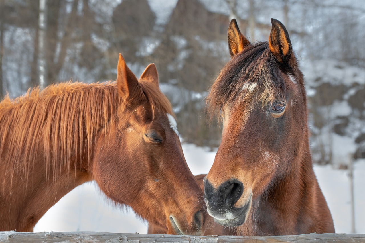 Pferde Tiere Zuneigung - Kostenloses Foto auf Pixabay - Pixabay