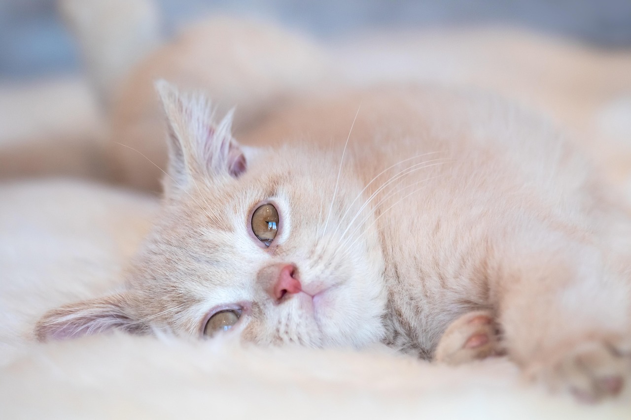 Cat Kitten Pet - Free photo on Pixabay - Pixabay