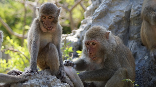 Monkeys Animals Primate - Free photo on Pixabay - Pixabay