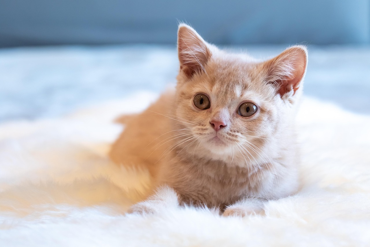 Gato Gatito Mascota - Foto gratis en Pixabay - Pixabay