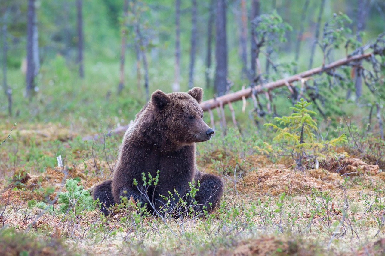 Brown Bear Beruang Satwa - Foto gratis di Pixabay