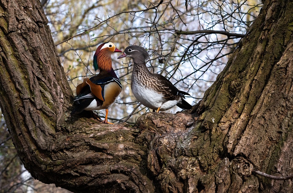 Patos Mandarines Aves - Foto gratis en Pixabay