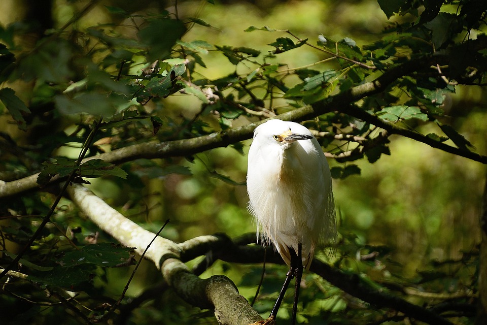 Egret Bird Perched - Free photo on Pixabay