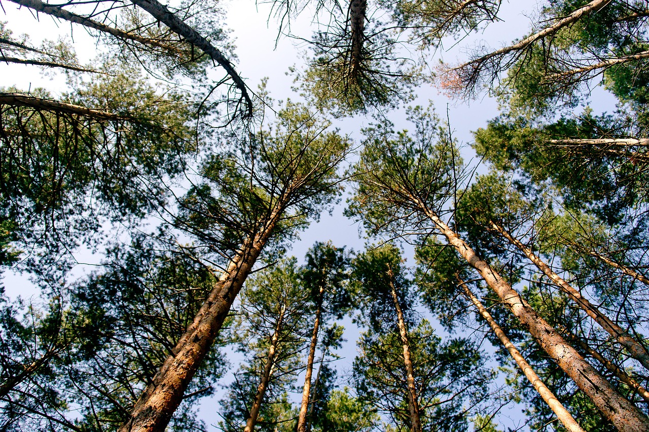 Forest Trees Canopy - Free photo on Pixabay - Pixabay