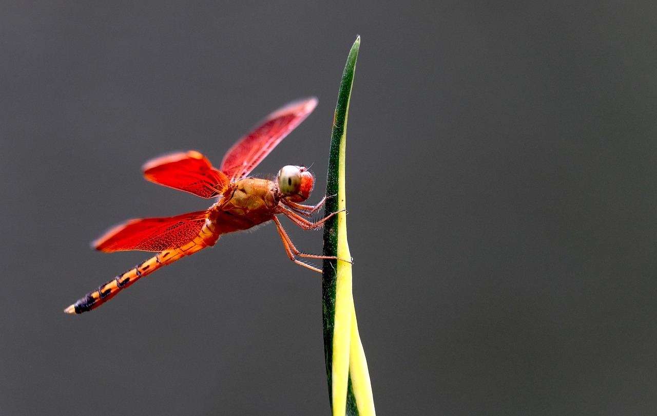 6,000+ Free Dragonfly & Nature Photos - Pixabay