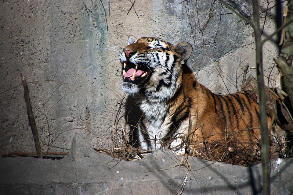 Tiger Tier Wildkatze - Kostenloses Foto auf Pixabay - Pixabay