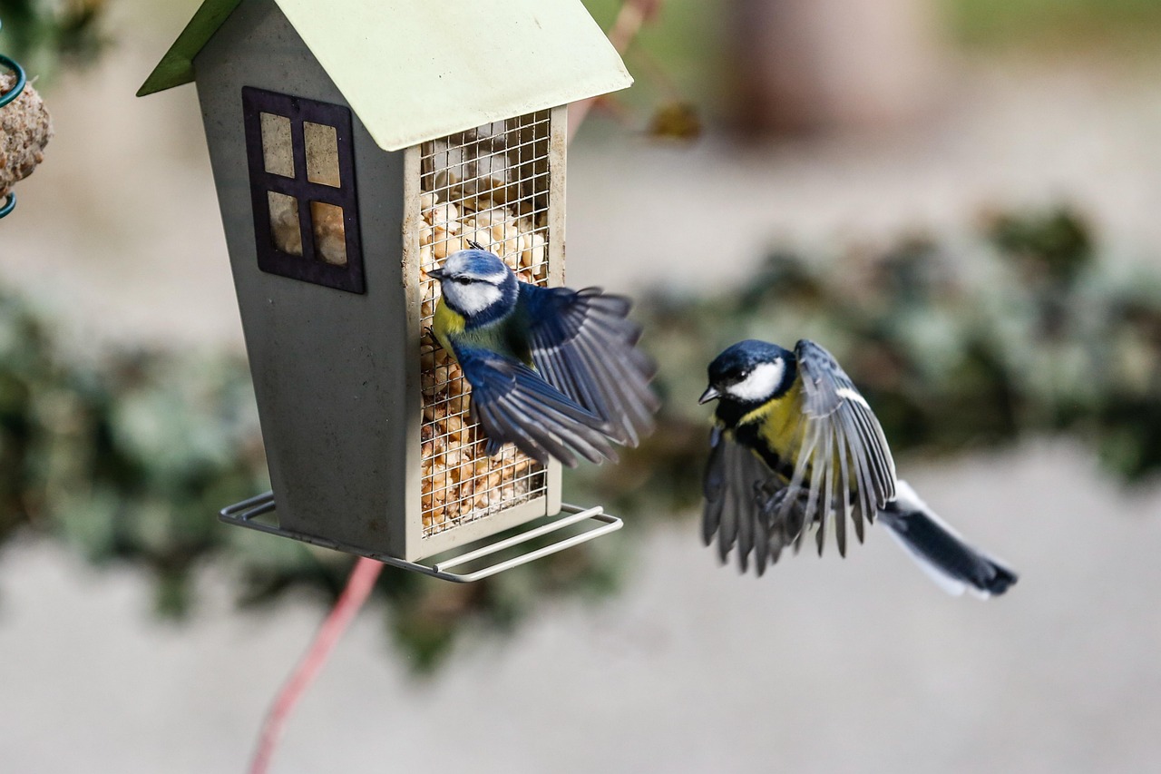 Great Tit Birds Blue - Free photo on Pixabay - Pixabay