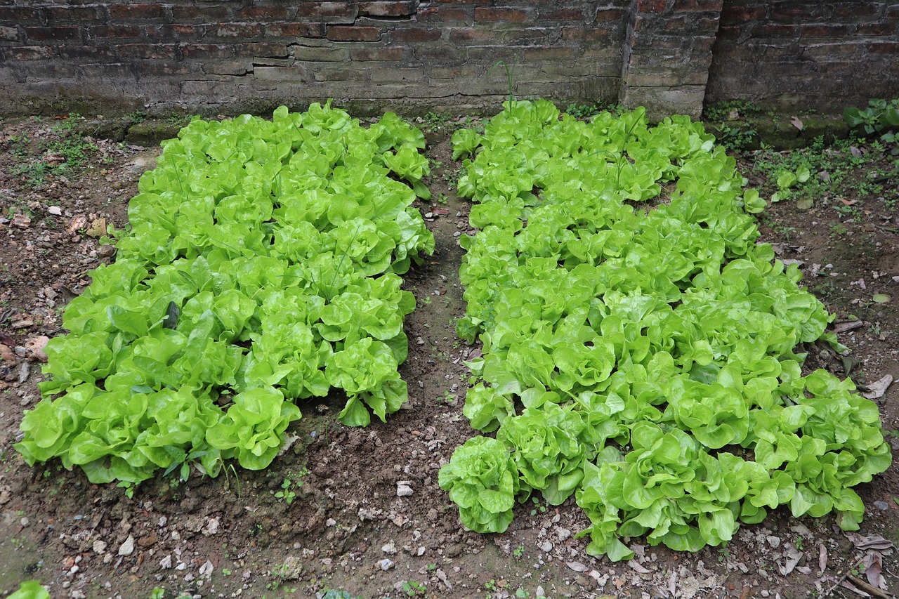 Verdes Saladas De Vegetais Plantar - Foto gratuita no Pixabay - Pixabay