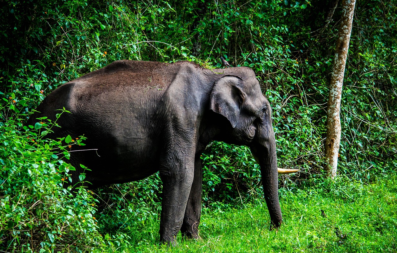 L'Éléphant Nature Faune - Photo gratuite sur Pixabay - Pixabay