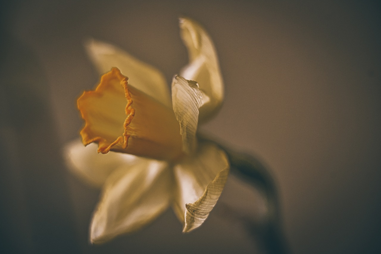 Daffodil Flower Plant - Free photo on Pixabay - Pixabay