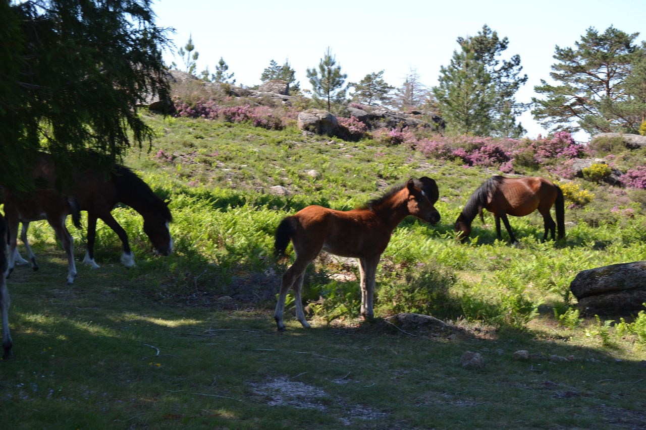 Garno Gerês Sérgio - Free photo on Pixabay - Pixabay