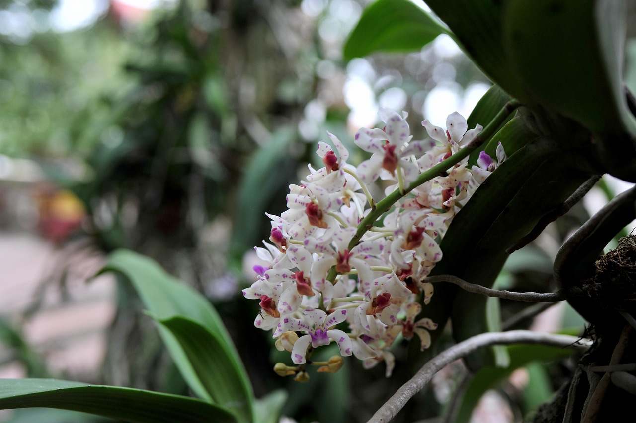 Anggrek Bunga-Bunga Kebun - Foto gratis di Pixabay - Pixabay