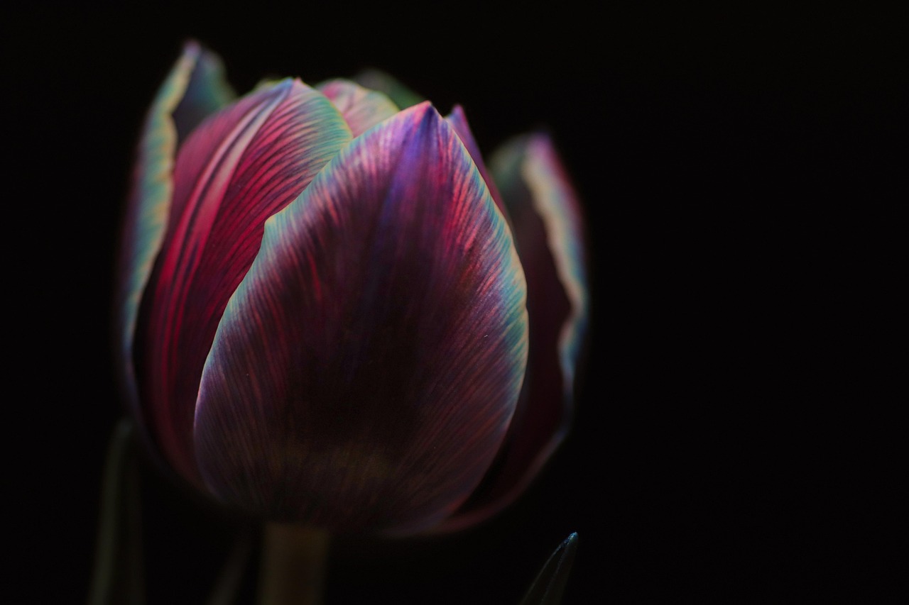 Tulipan Kwiat Natura - Darmowe zdjęcie na Pixabay - Pixabay