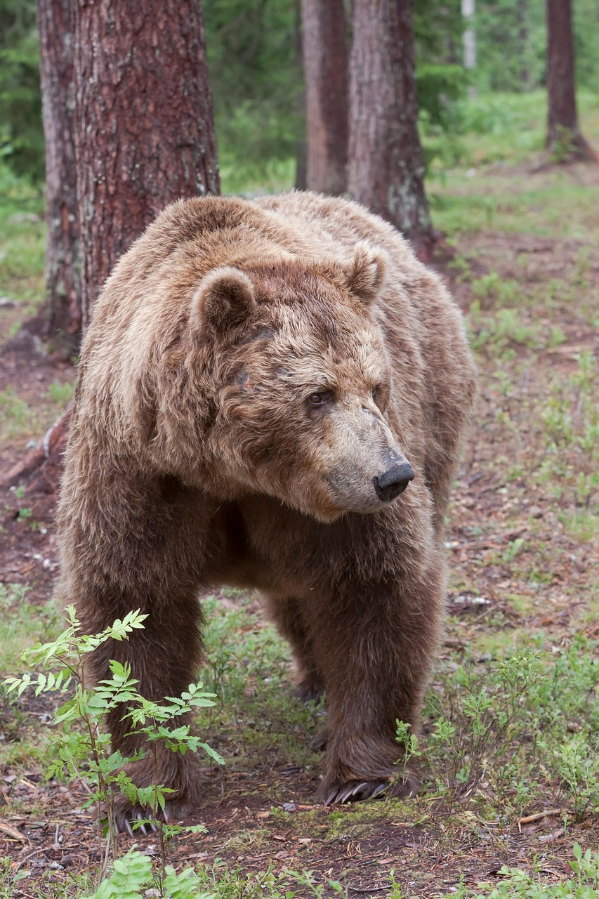 Brown Bear Animal - Free photo on Pixabay - Pixabay