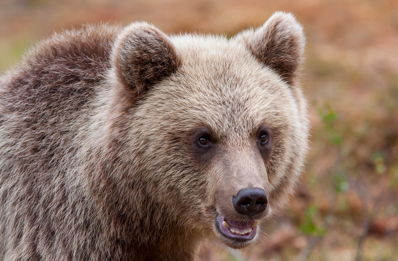 7,000+ Bear Pictures & Images [HD] - Pixabay
