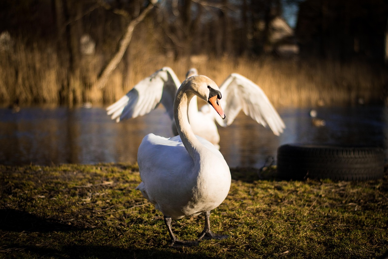 Swan Bird Swim - Free photo on Pixabay - Pixabay