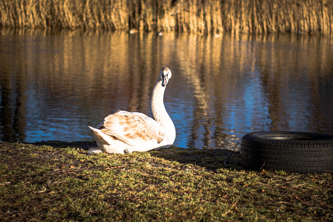 Cisne Pássaro Ave Aquática - Foto gratuita no Pixabay - Pixabay