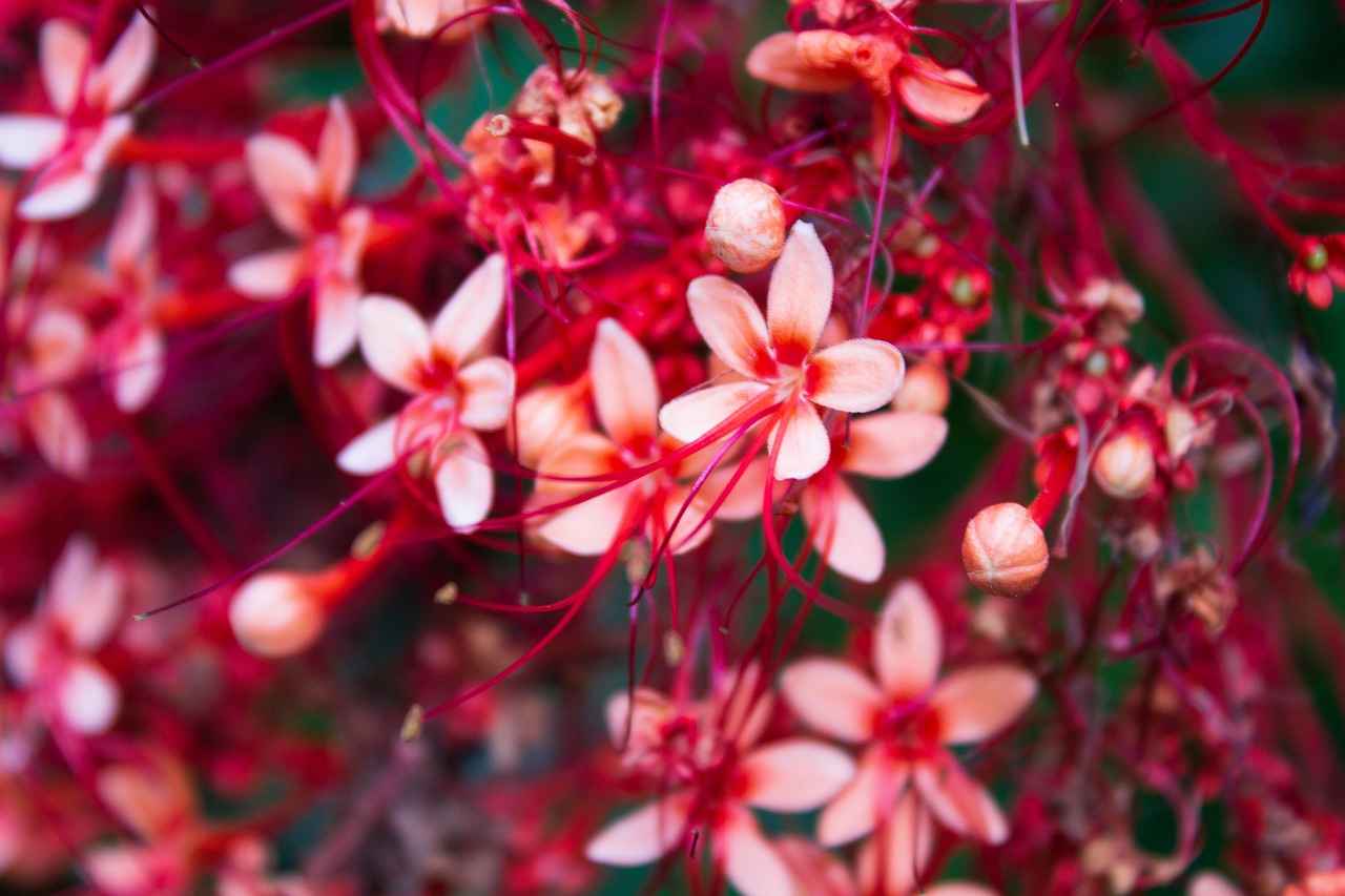 Flowers Orchids Garden Free Photo On Pixabay Pixabay