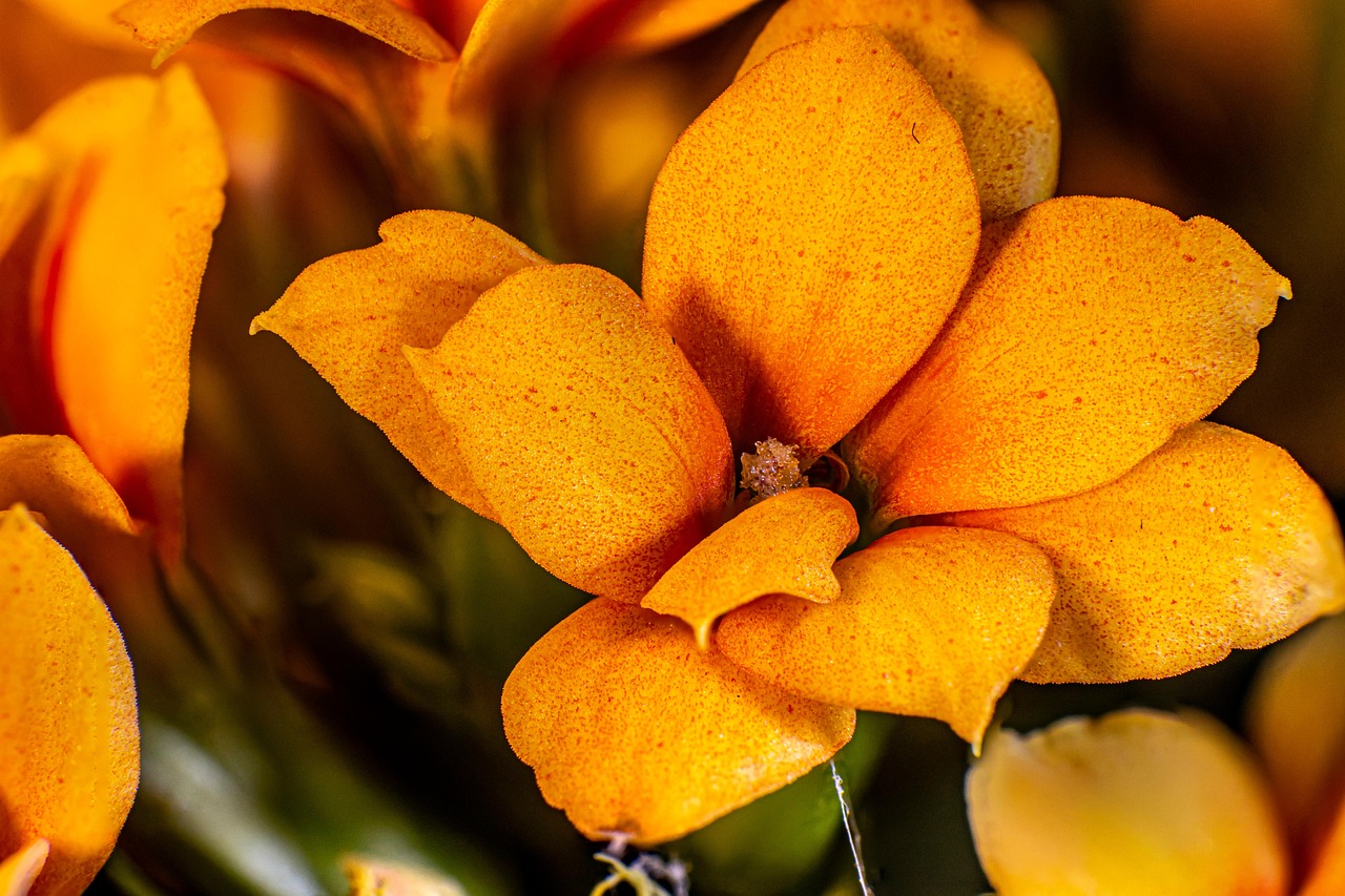 Flower Yellow Petals - Free photo on Pixabay - Pixabay