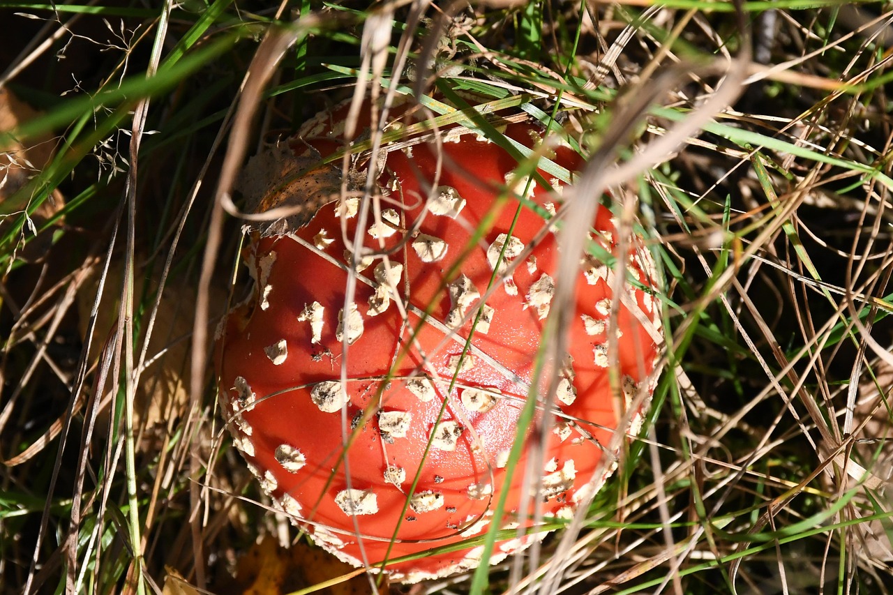 Mushroom Fungus Fly Agaric - Free photo on Pixabay - Pixabay