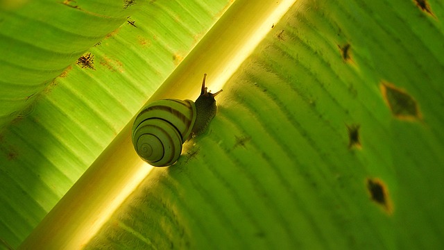 Snail Mollusk Creature - Free photo on Pixabay - Pixabay