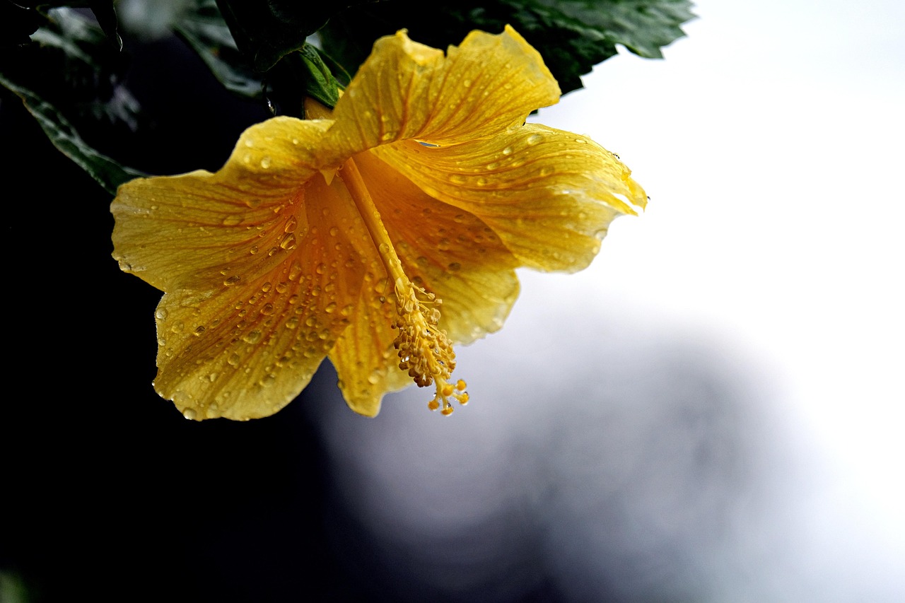 4,000+ Free Hibiscus & Nature Images - Pixabay