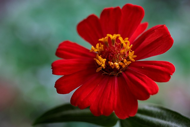 Zinnia Bunga Merah - Foto gratis di Pixabay - Pixabay
