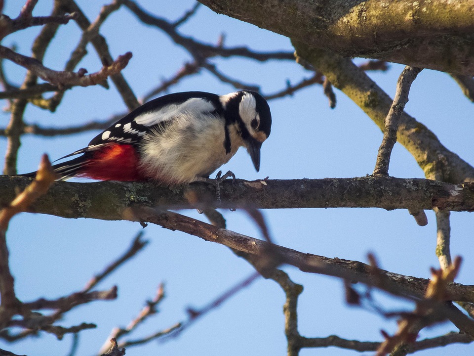 Picchio Uccello Albero - Foto gratis su Pixabay