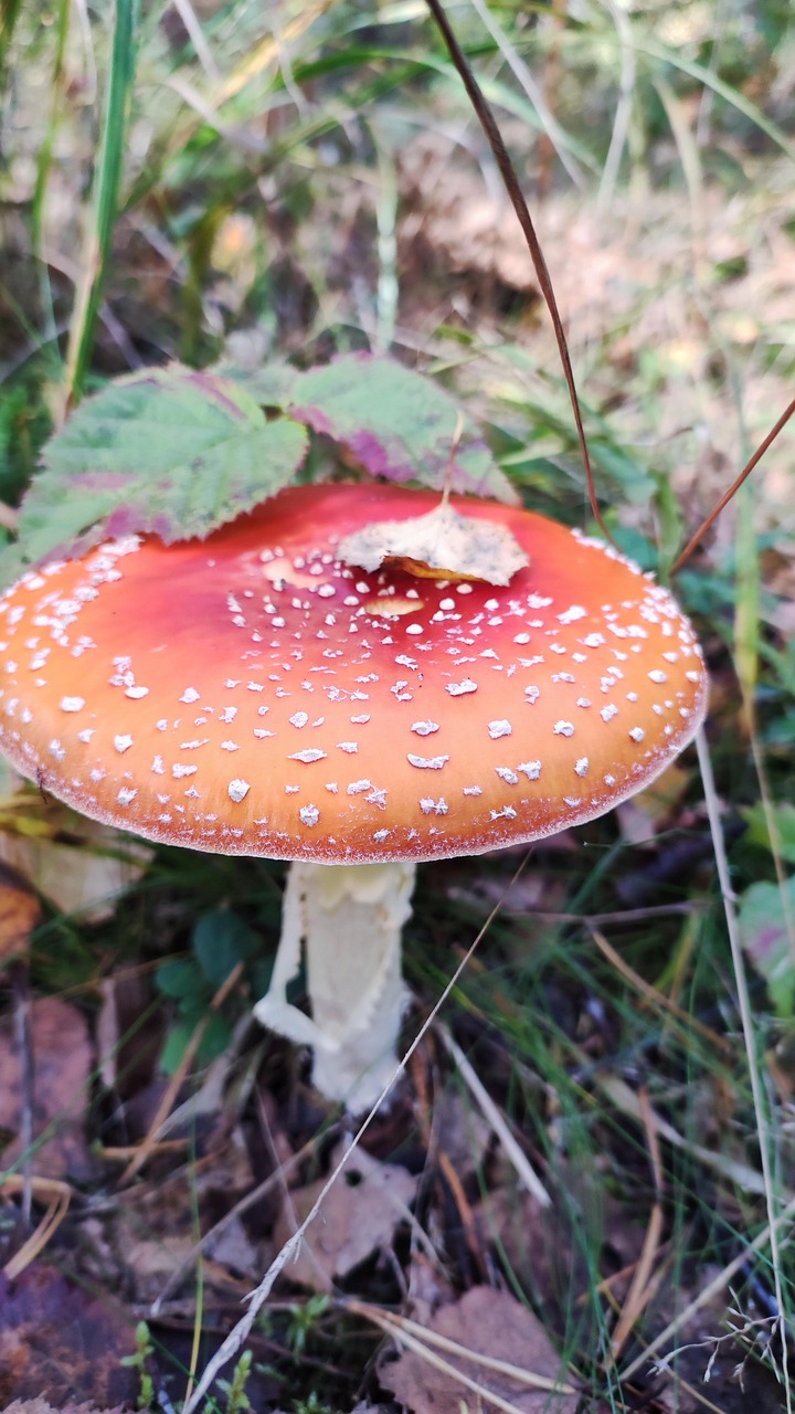 Champignon Muhamor Forêt - Photo gratuite sur Pixabay - Pixabay