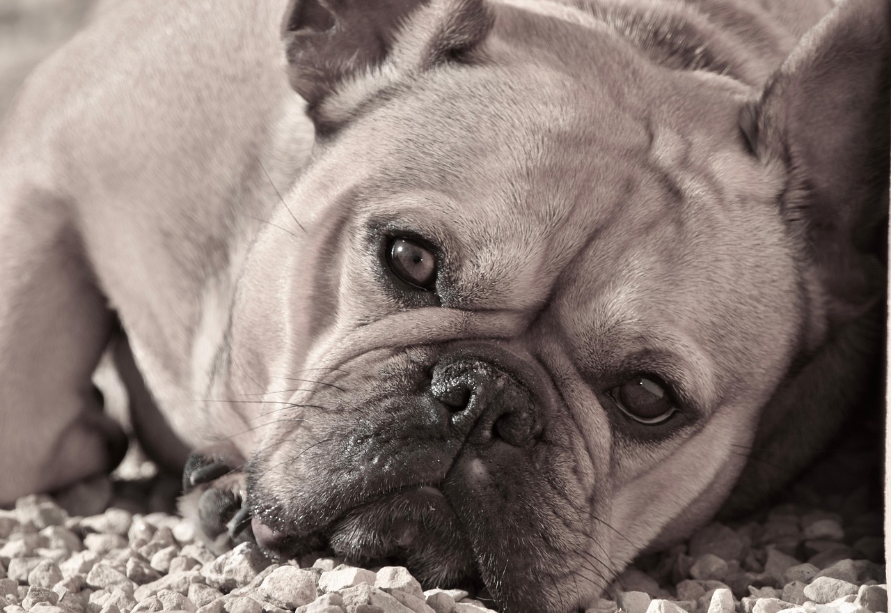 Bulldog Dog Pet - Free photo on Pixabay - Pixabay