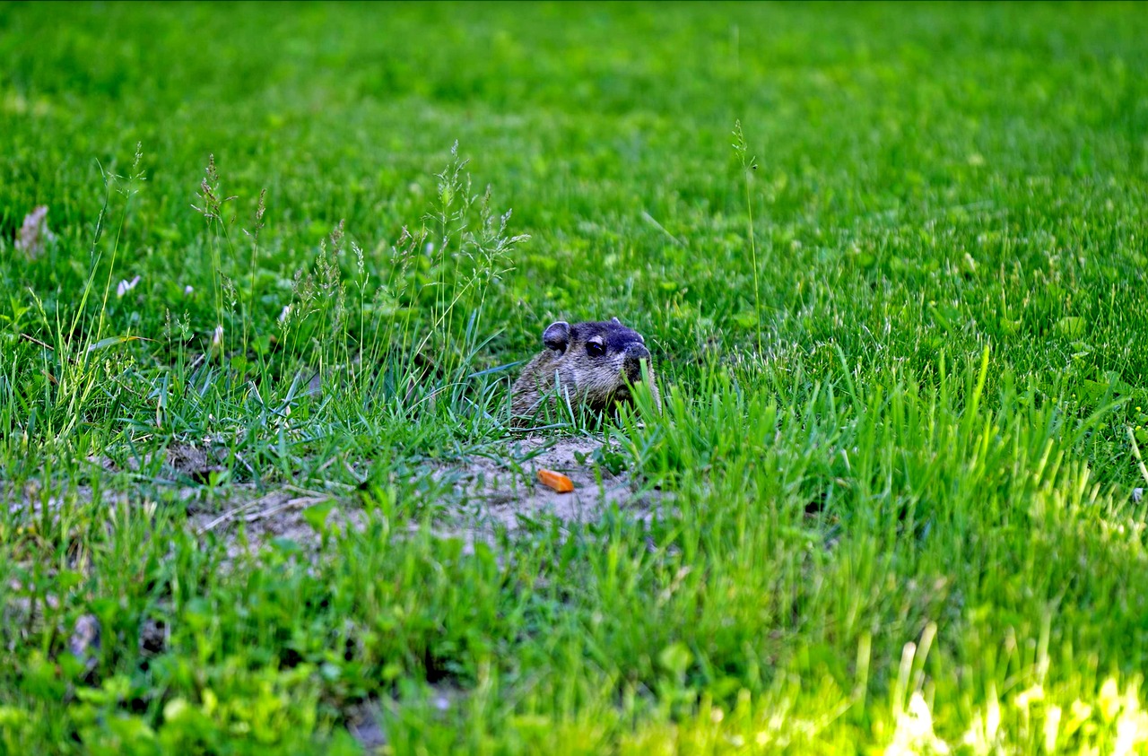 100+ Free Groundhog & Animal Images - Pixabay